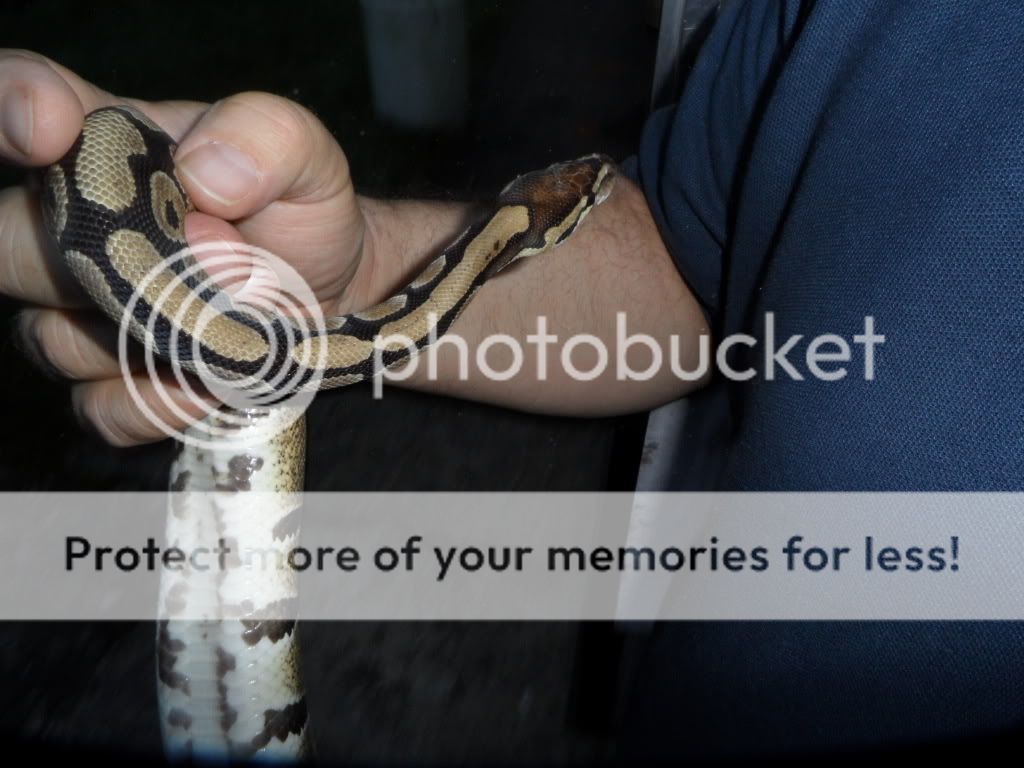 Unusual Dinker Female Royal Python | Reptile Forums