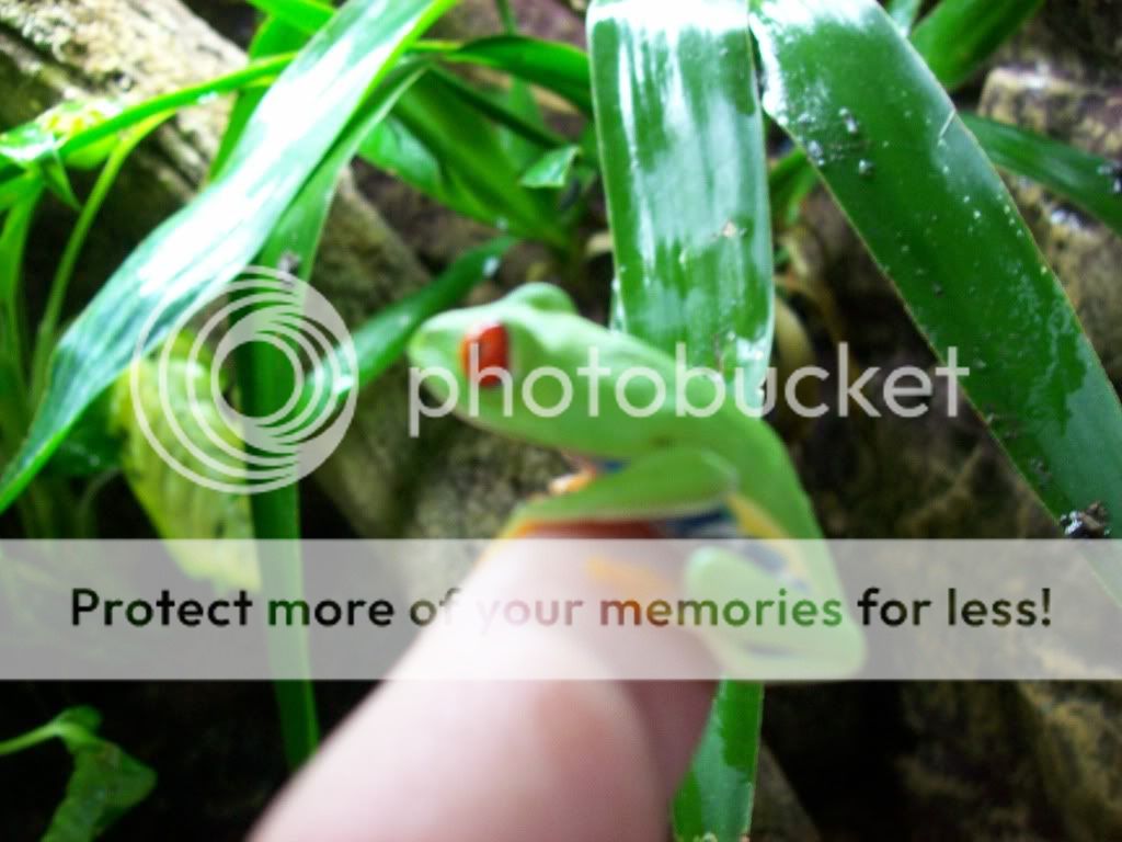 Amphibians at frogsgalore | Reptile Forums