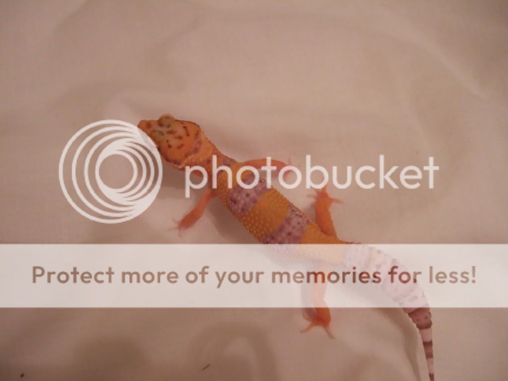 My little gecko group. Post pictures of your gecko groups. | Reptile Forums