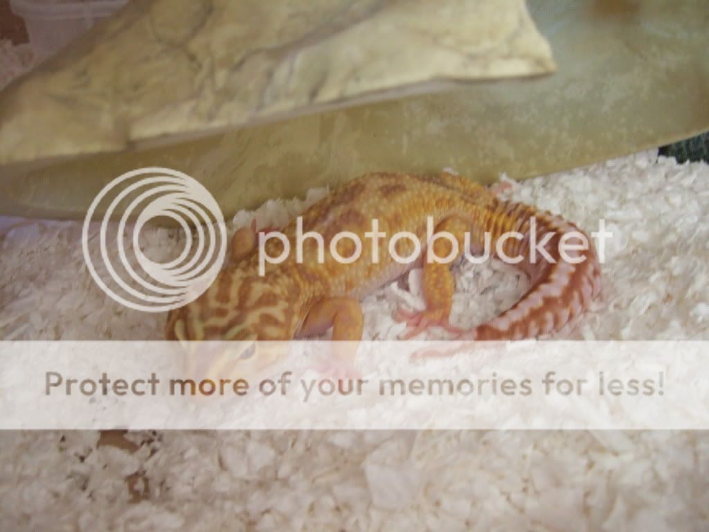 My little gecko group. Post pictures of your gecko groups. | Reptile Forums