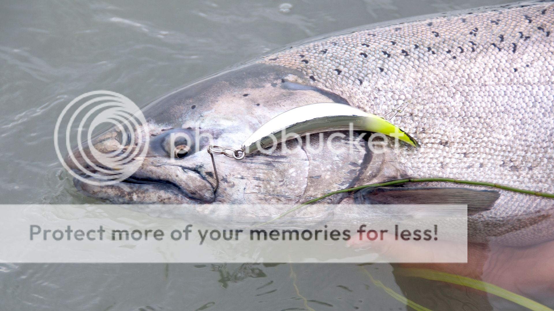 Anchor Fishing Kwikfish at Chantay Mccormick blog