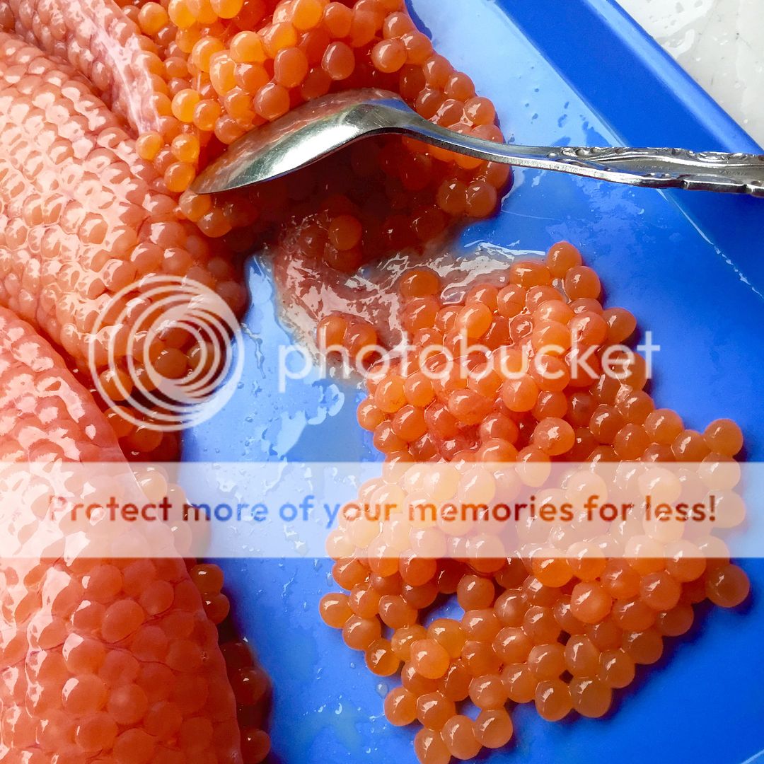 King Salmon Used To Make Caviar at Savannah Cawthorne blog