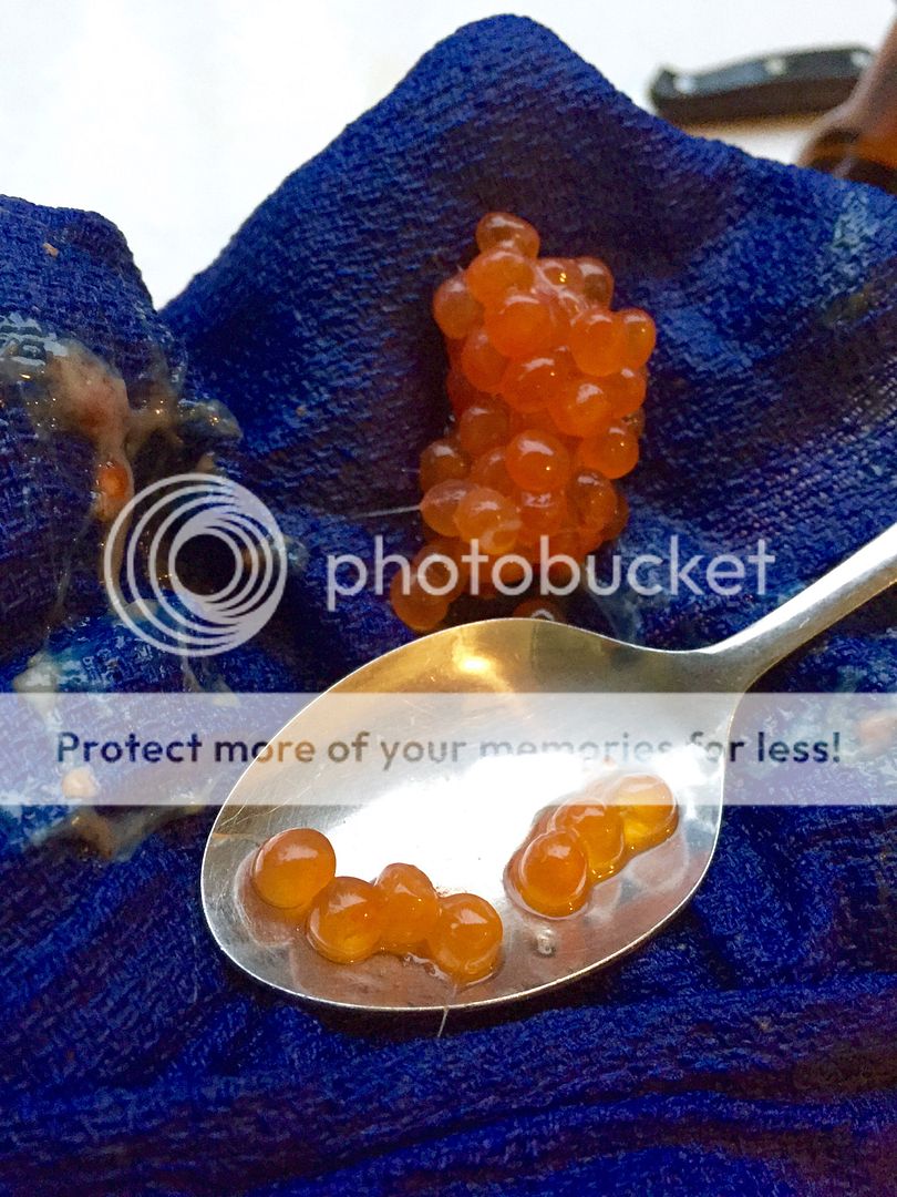 Salmon Caviar... step by step | IFish Fishing Forum