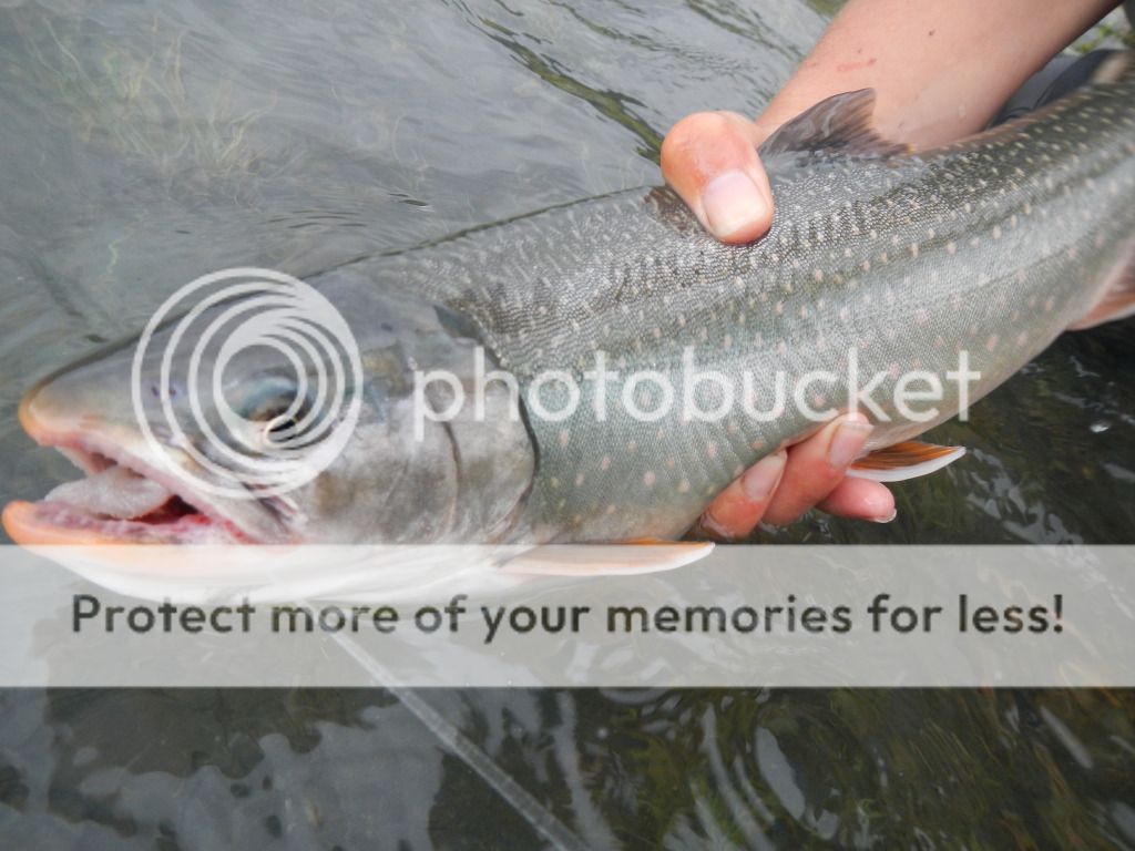 » Topic: TR – Kenai Peninsula July 2012