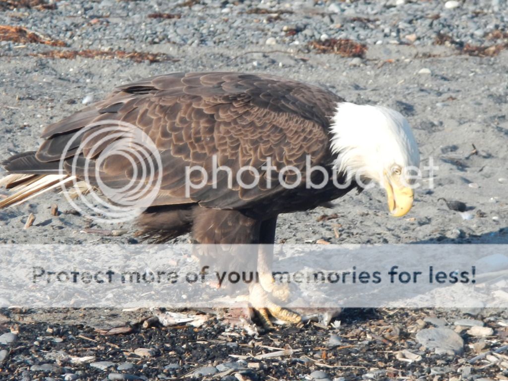 » Topic: TR – Kenai Peninsula July 2012