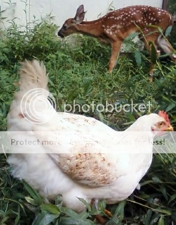 The Tetra Tint thread.. (Photos, info) | Page 5 | BackYard Chickens ...