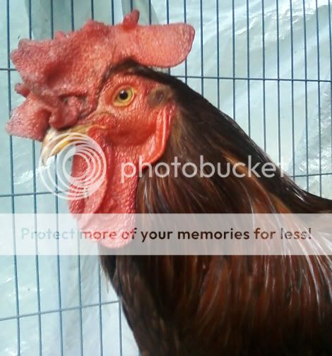 Breed of rooster.....HUGE, strange comb?? | BackYard Chickens - Learn ...