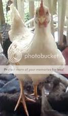 What breed is she(or he?)?? lol (white w/tan freckles on wings ...