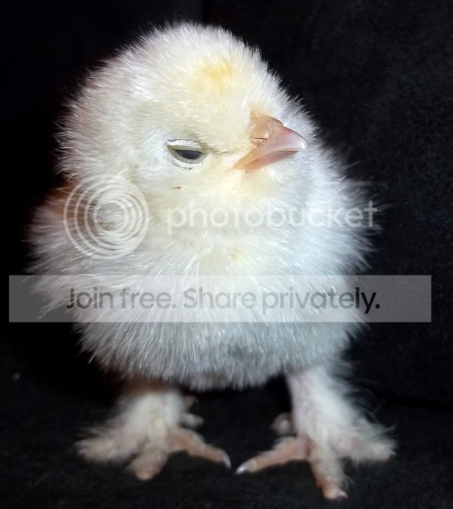 Bantams breed/silkie colors? **Better photos this time?! lol | BackYard ...