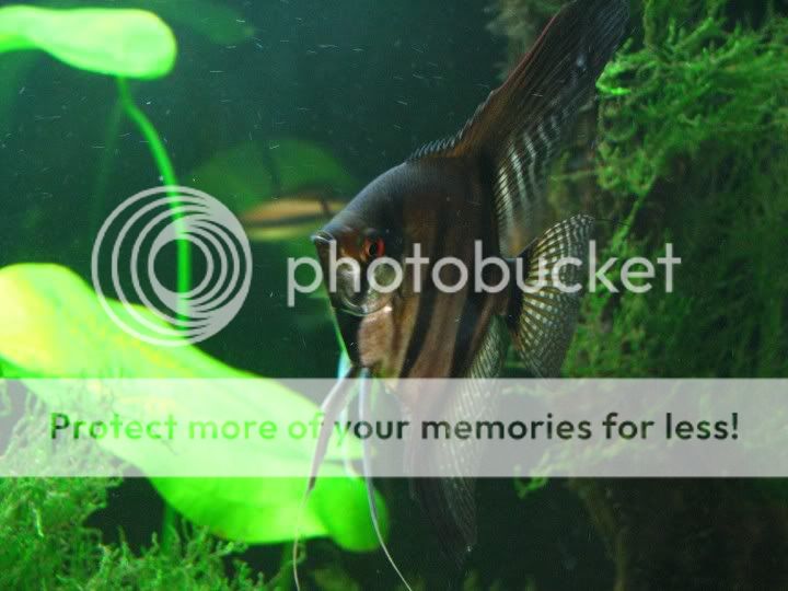 Striped Angelfish Pics | Tropical Aquariums SA