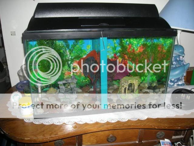 New 10 gallon split tank!! | Betta Fish Forum